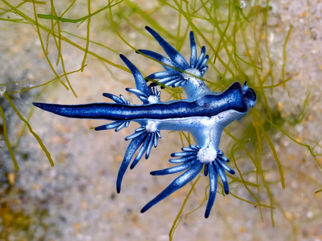 Glaucus Atlanticus: The Blue Dragon Mollusk Closes Spanish Beaches ...