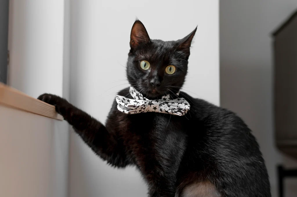 Blackie: The unbelievable story of the richest cat now - trendsfocus